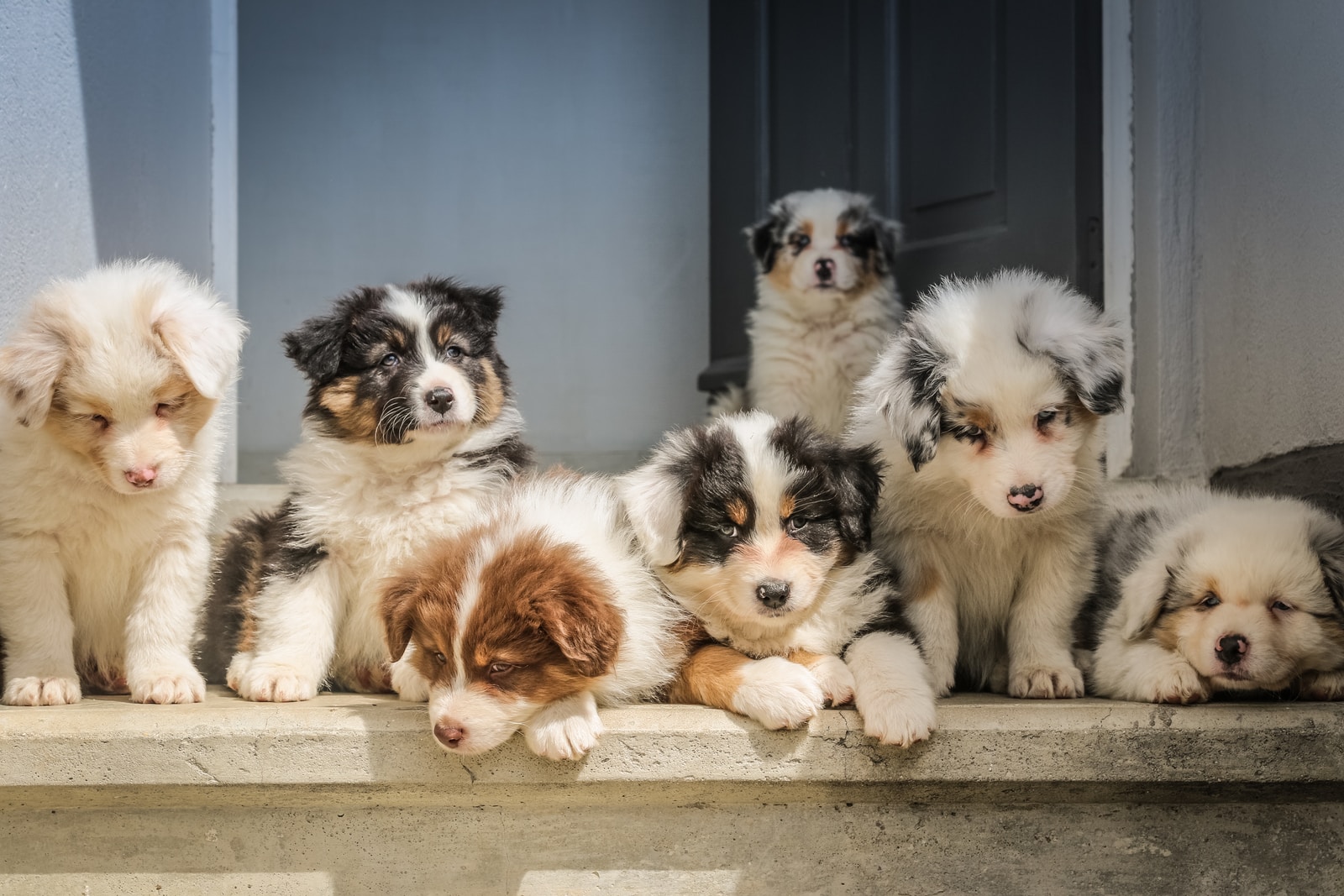 The Newbie’s Guide to Keeping Pet Dogs Healthy